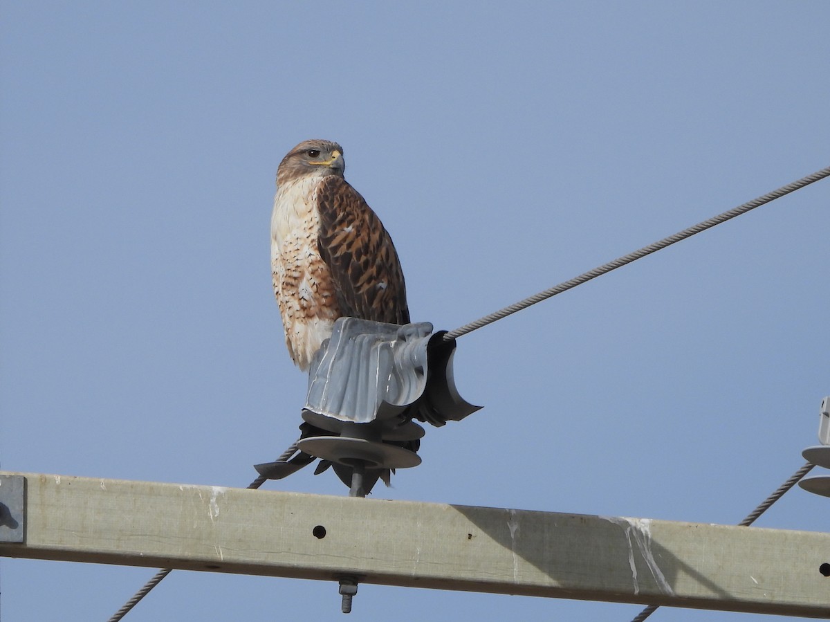 eBird Checklist - 22 Jan 2025 - Palo Verde--Old Hwy 80 at 309th Ave - 3 ...