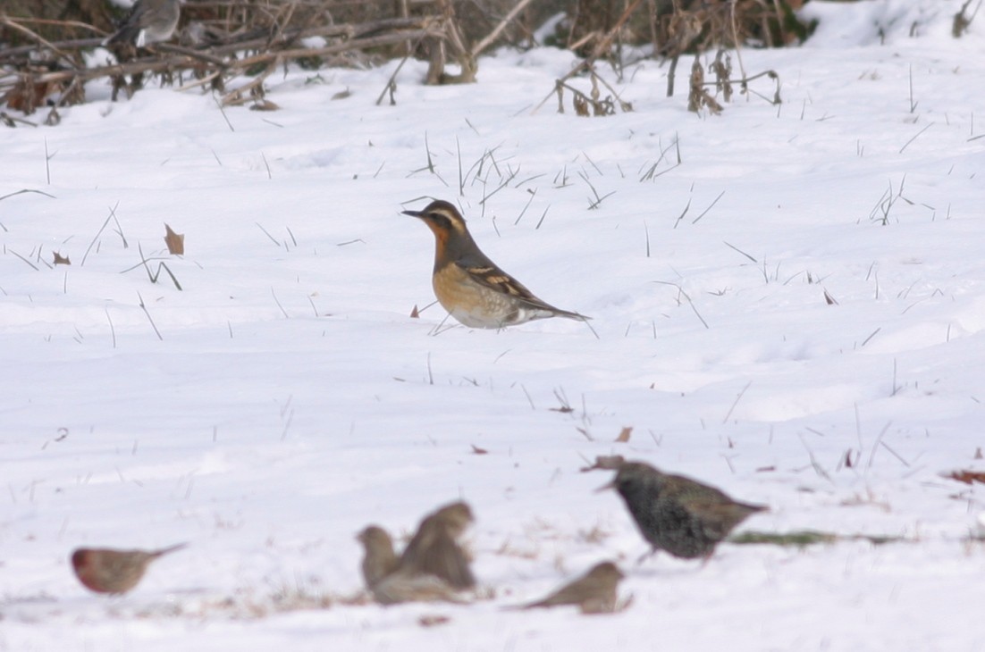 eBird Checklist - 22 Jan 2025 - Stakeout Varied Thrush - Edgemoor Dr ...