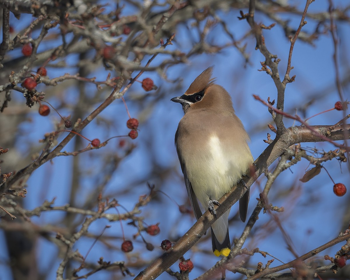 eBird Checklist - 22 Jan 2025 - Louis Doe Hardware - 2 species