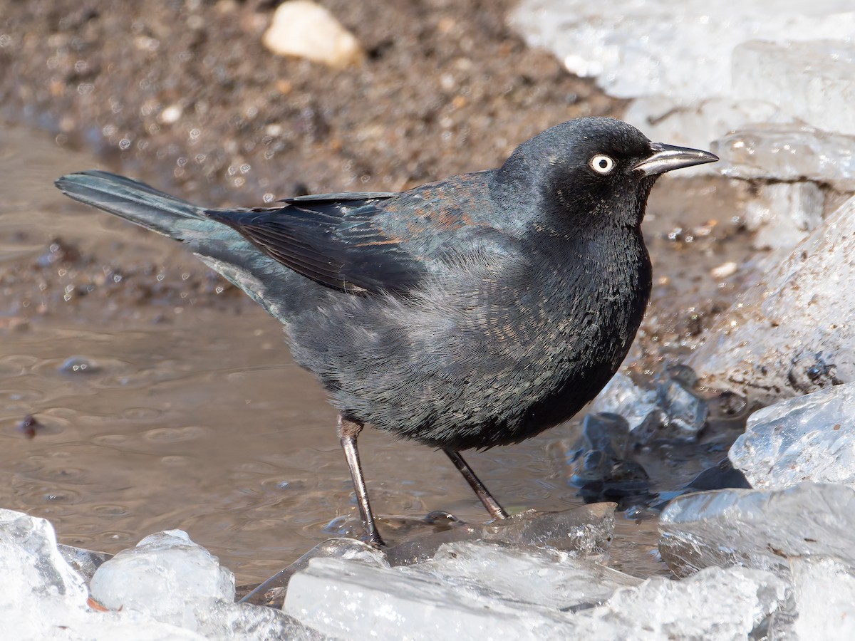 eBird Checklist - 22 Jan 2025 - Lums Pond State Park - 18 species