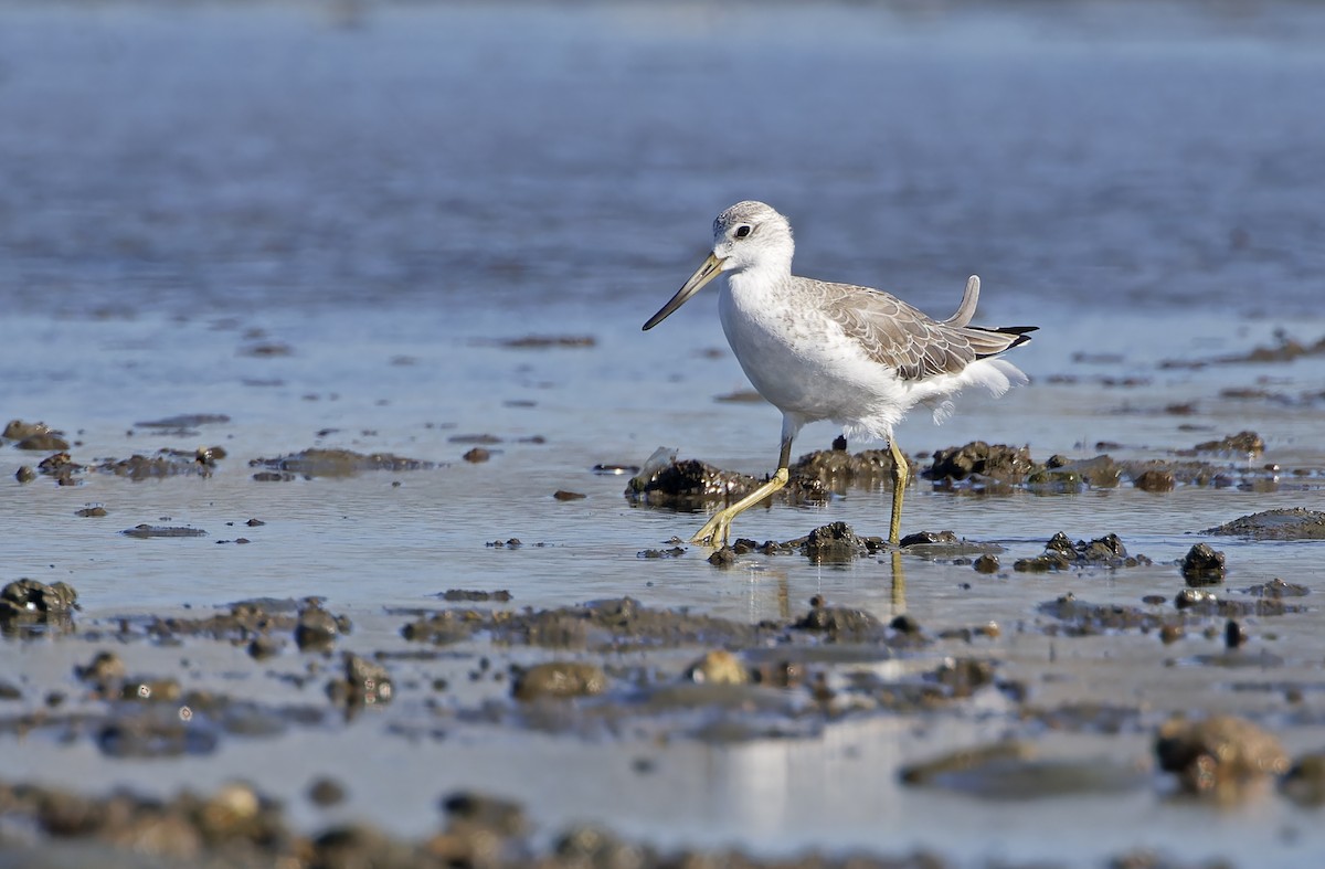 ML629548417 - Nordmann's Greenshank - Macaulay Library