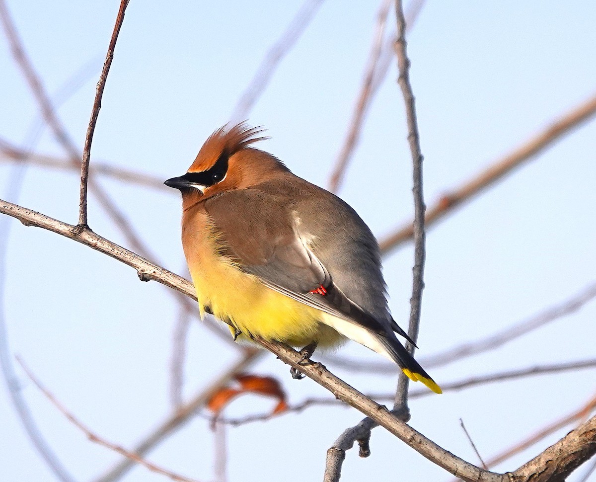 eBird Checklist - 23 Jan 2025 - Presque Isle SP (IBA) - 12 species (+1 other taxa)