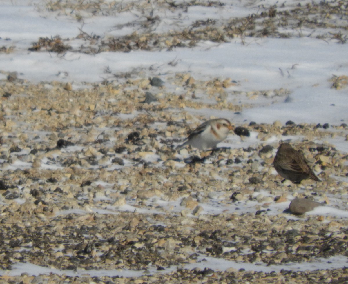 eBird Checklist - 23 Jan 2025 - Lasher Rd - 6 species