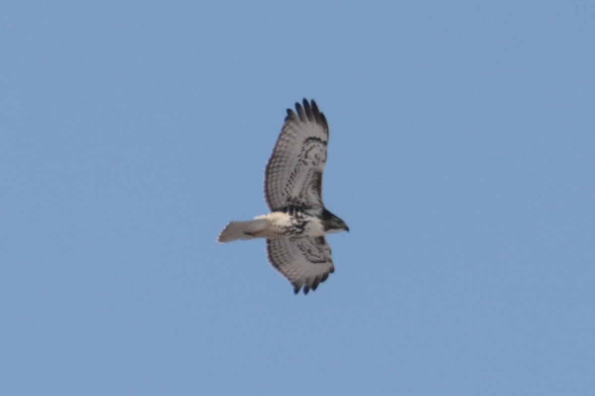 Pennsylvania Bird Atlas Checklist - 23 Jan 2025 - 399 Upper Georges Valley Rd, Spring Mills US ...