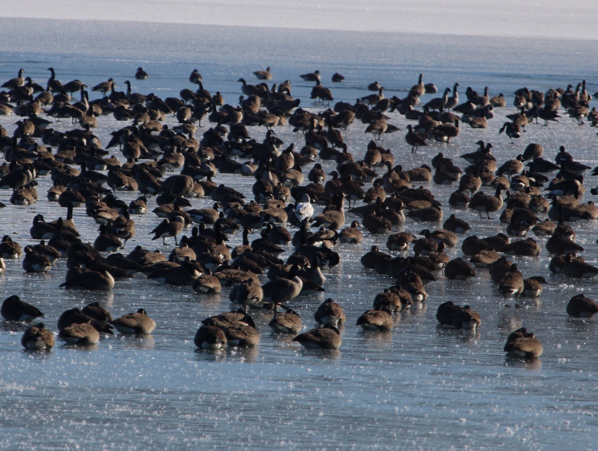 eBird Checklist - 23 Jan 2025 - Prettyboy Reservoir--Gate 5 - 23 species