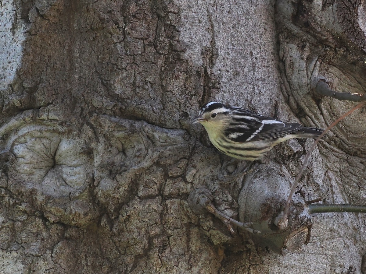 eBird Checklist - 23 Jan 2025 - Arroyo Park, San Juan Capistrano - 17 ...
