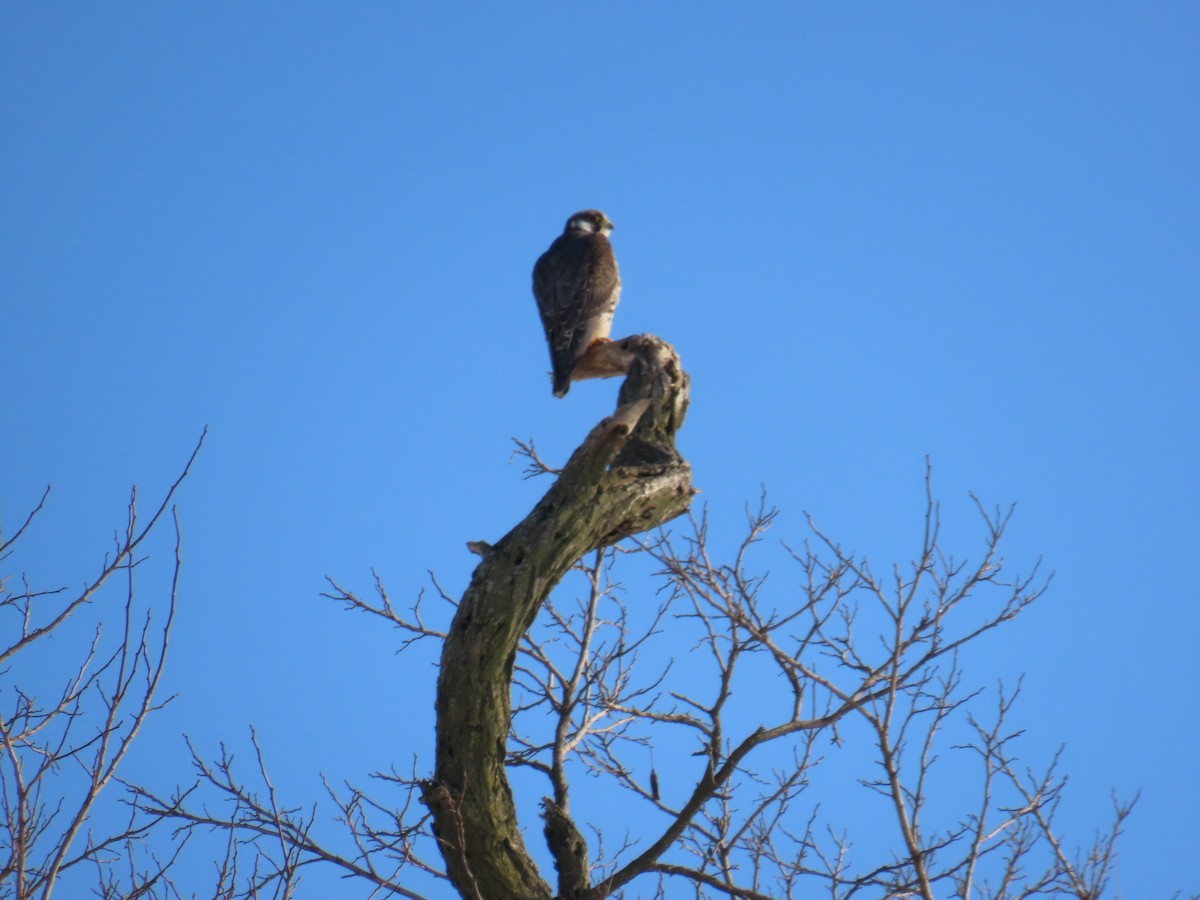 eBird Checklist - 23 Jan 2025 - 840 School Road, Womelsdorf, Pennsylvania, US (40.399, -76.241 ...
