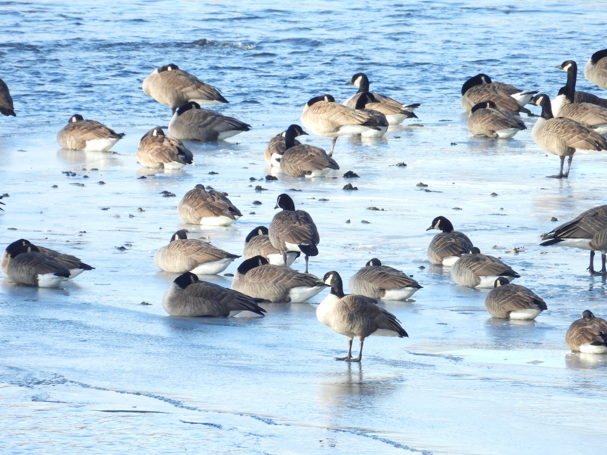 Pennsylvania Bird Atlas Checklist - 23 Jan 2025 - Schuylkill River ...