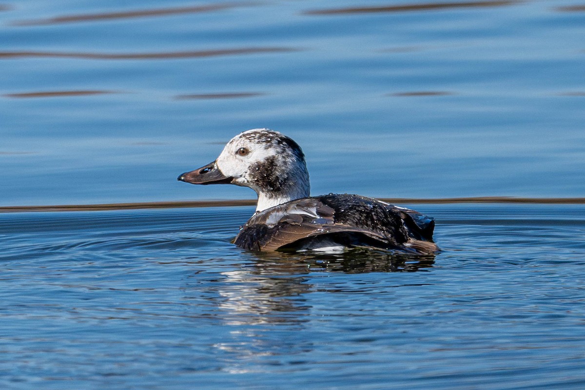 eBird Checklist - 23 Jan 2025 - Henderson Bird Viewing Preserve - 40 ...