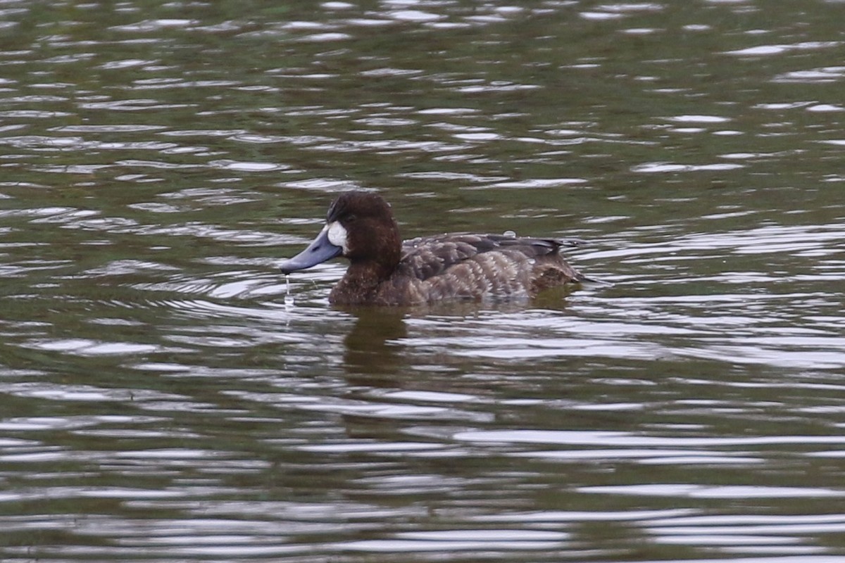eBird Checklist - 23 Jan 2025 - Santa Ana NWR (LTC 059) - 64 species