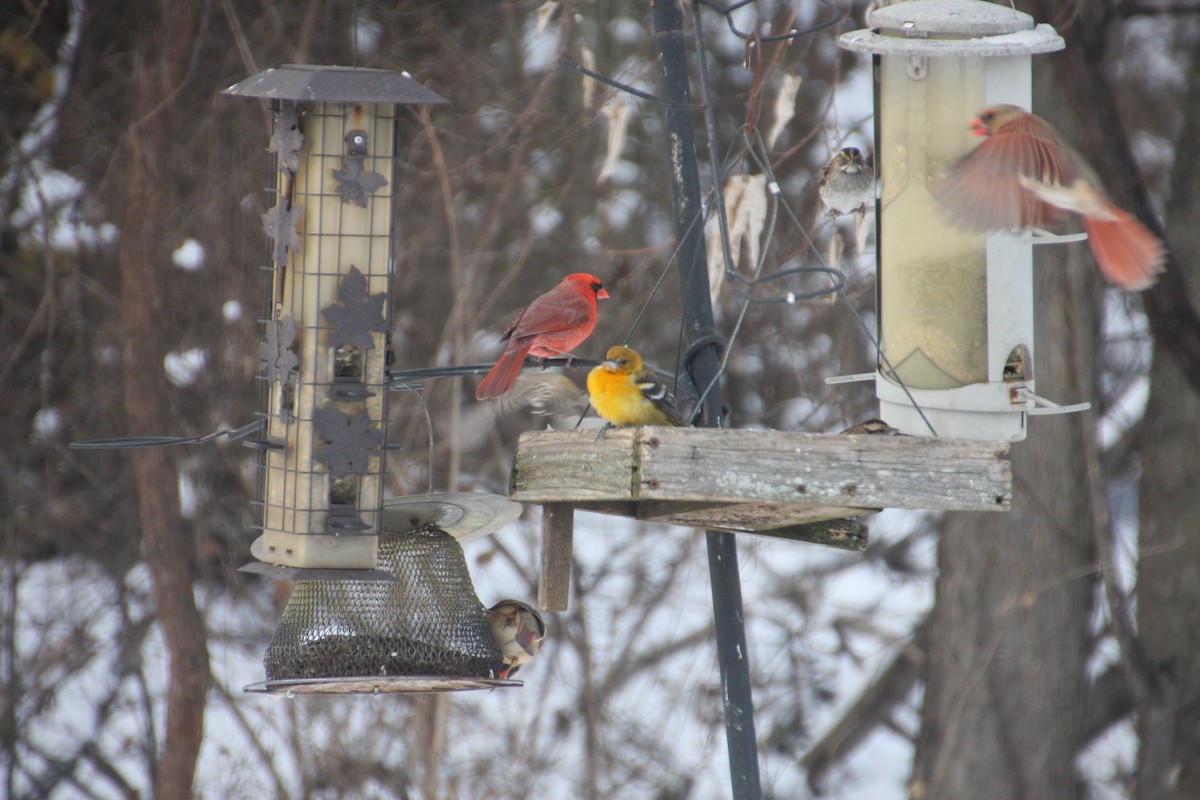 eBird Checklist - 21 Jan 2025 - Summit Point - 19 species
