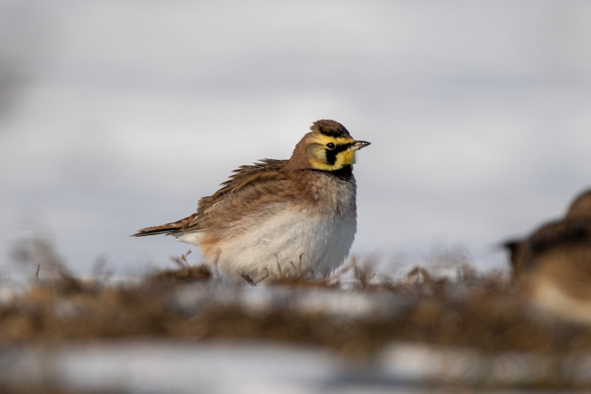 Pennsylvania Bird Atlas Checklist - 23 Jan 2025 - 637 School Road, Womelsdorf, Pennsylvania, US ...
