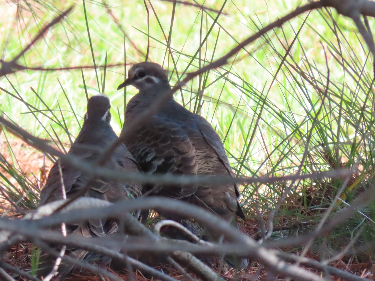 eBird Checklist - 24 Jan 2025 - Narrabundah Hill - 37 species