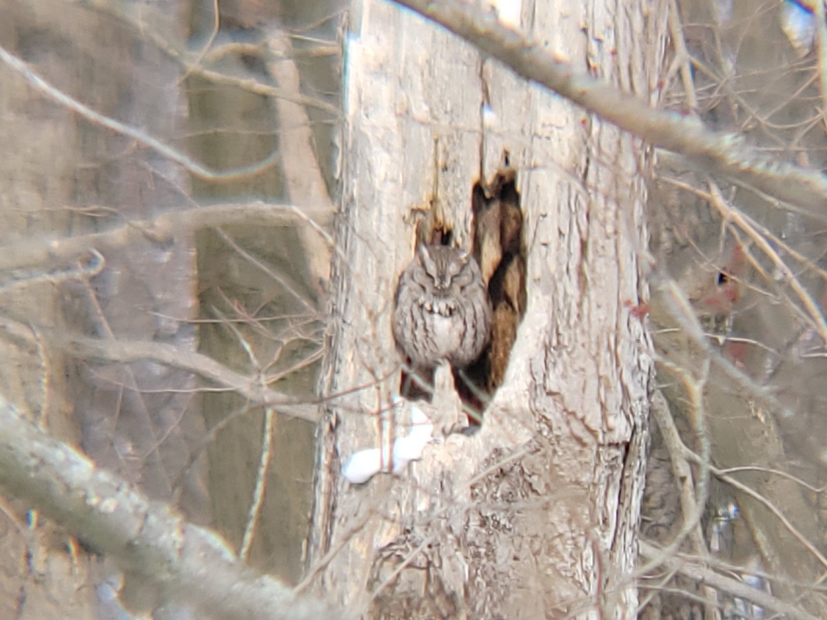 Pennsylvania Bird Atlas Checklist - 23 Jan 2025 - Presque Isle - 9 species