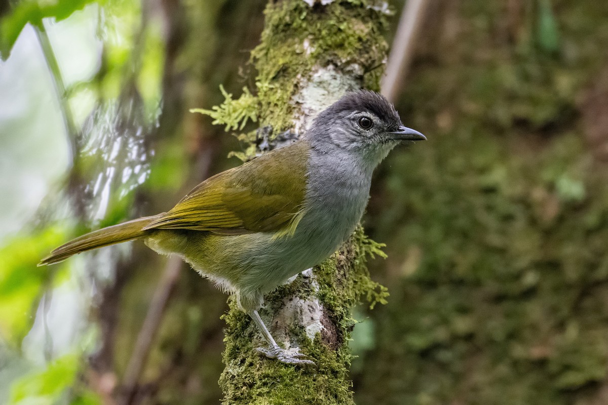 ML629593292 - Black-headed Mountain Greenbul - Macaulay Library