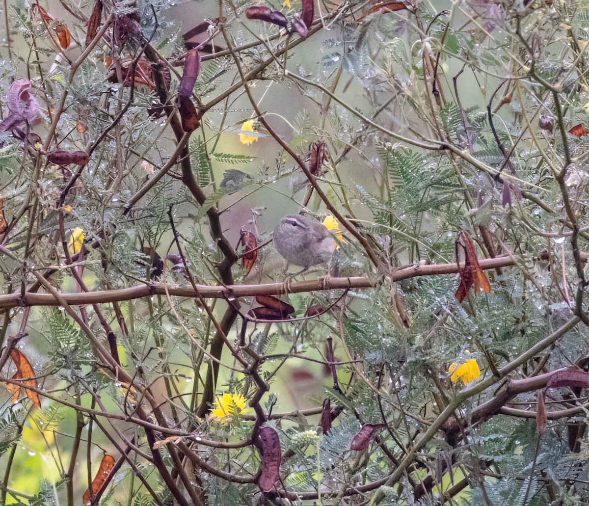 Dusky Warbler - Phylloscopus fuscatus - Media Search - Macaulay Library ...