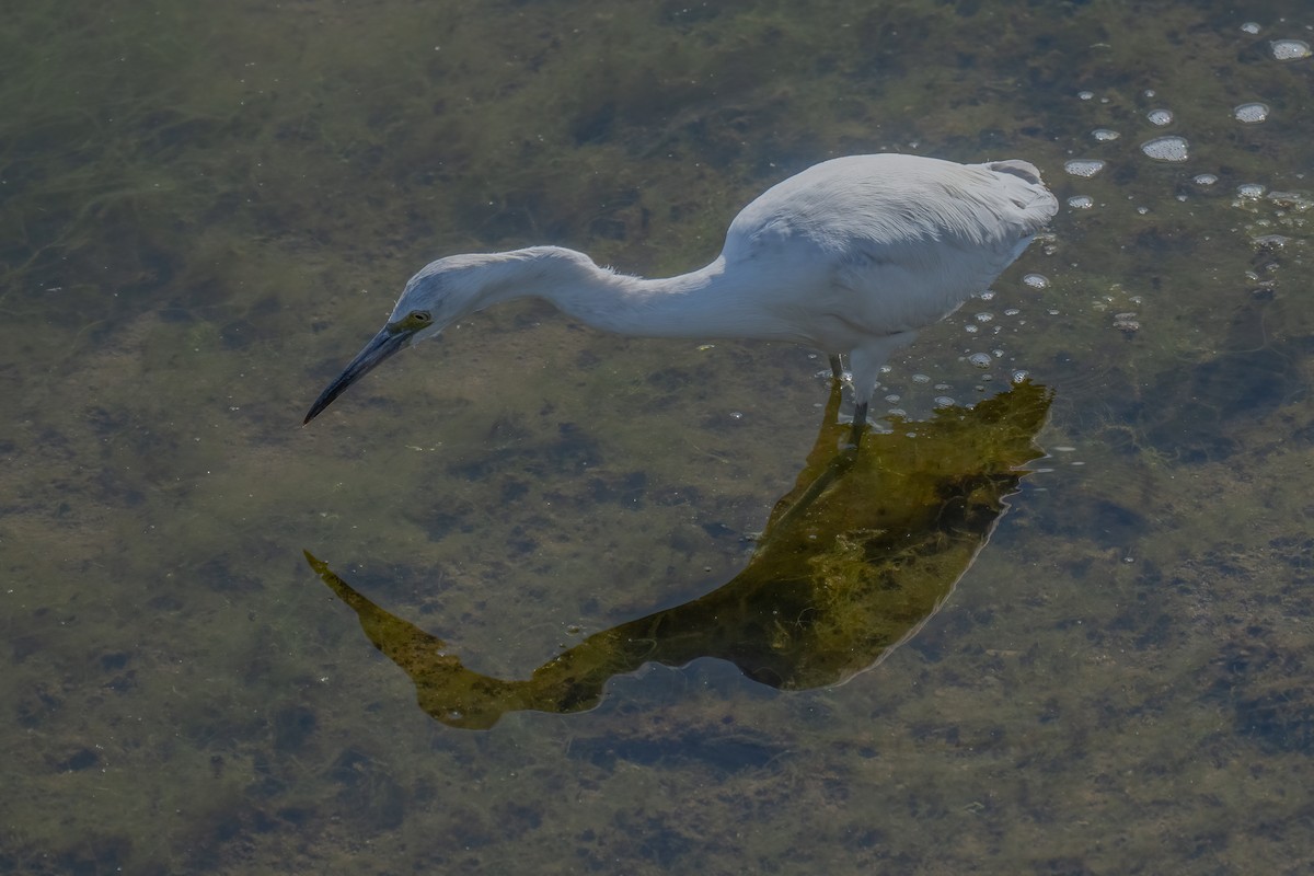 eBird Checklist - 24 Jan 2025 - Santa Ana River--Hamilton Ave. to Adams ...
