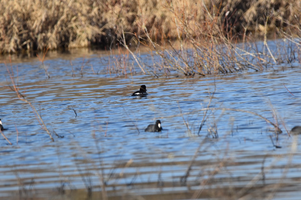 eBird Checklist - 24 Jan 2025 - Sauvie Island--Rentenaar Rd. - 45 ...