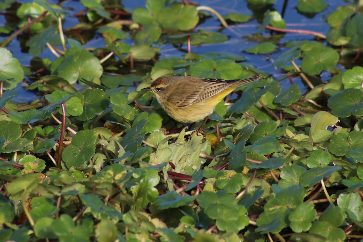 ML629611542 - Palm Warbler - Macaulay Library