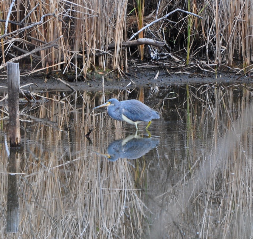 eBird Checklist - 24 Jan 2025 - **Back Bay NWR - 50 species (+2 other taxa)