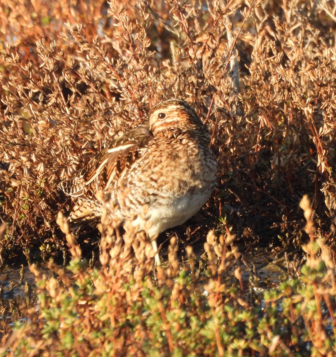 eBird Checklist - 24 Jan 2025 - MLK Jr. Regional Shoreline - 63 species ...