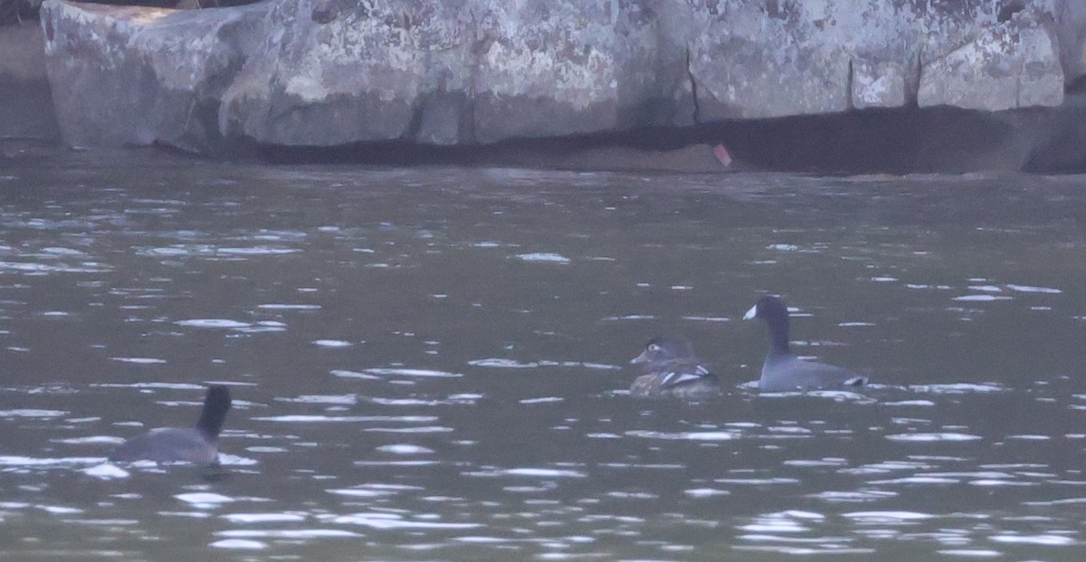 eBird Checklist - 24 Jan 2025 - Nickajack Lake--Maple View Public Use ...