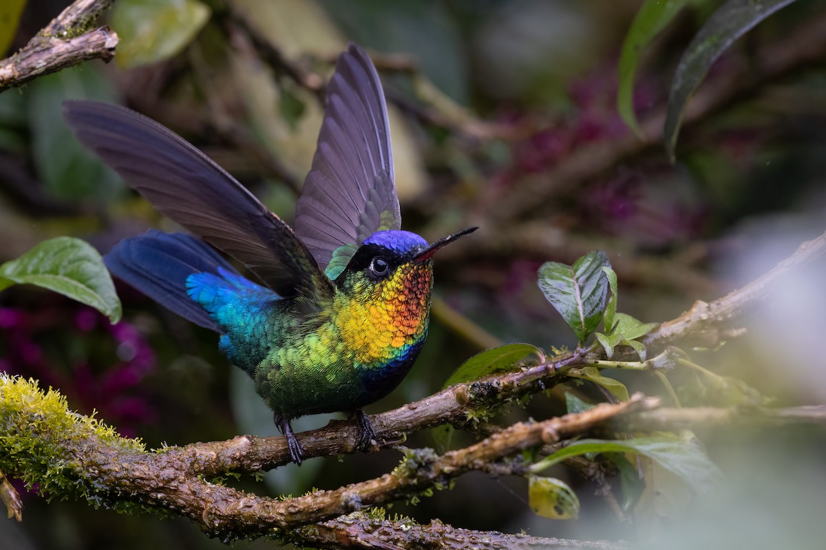 eBird Checklist - 24 Jan 2025 - Paraiso Quetzal Lodge - Km 70 - 8 species