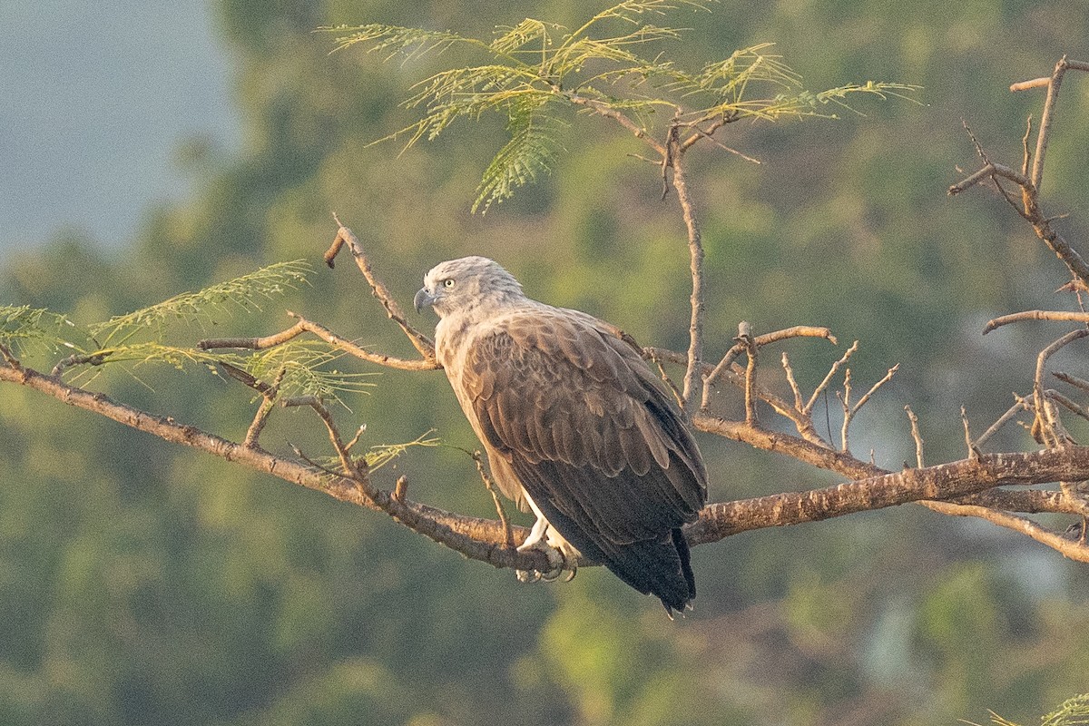 ML629632569 - Lesser Fish-Eagle - Macaulay Library