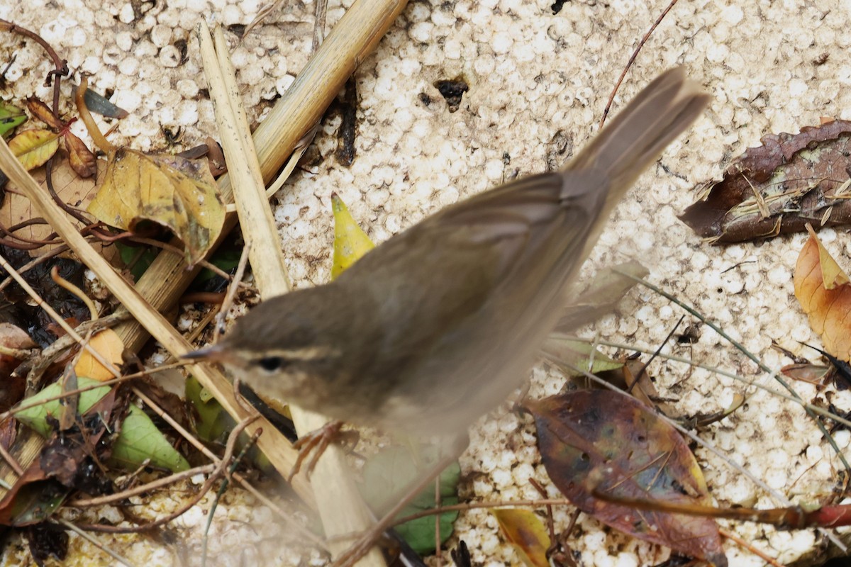 Dusky Warbler - Phylloscopus fuscatus - Media Search - Macaulay Library ...