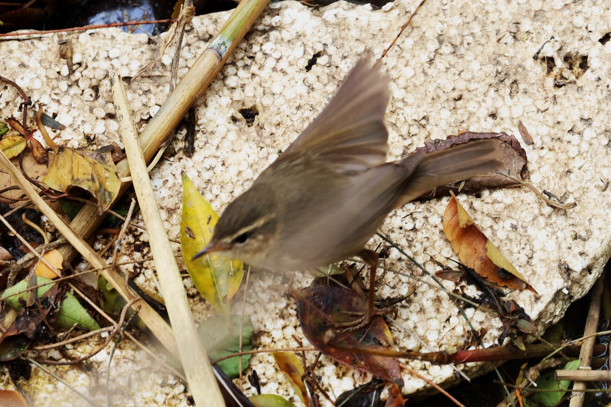 Dusky Warbler - Phylloscopus fuscatus - Media Search - Macaulay Library ...