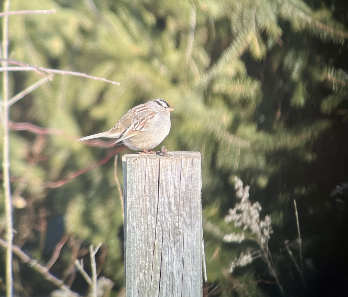 eBird Checklist - 24 Jan 2025 - Duke Farms IBA - 15 species (+1 other taxa)
