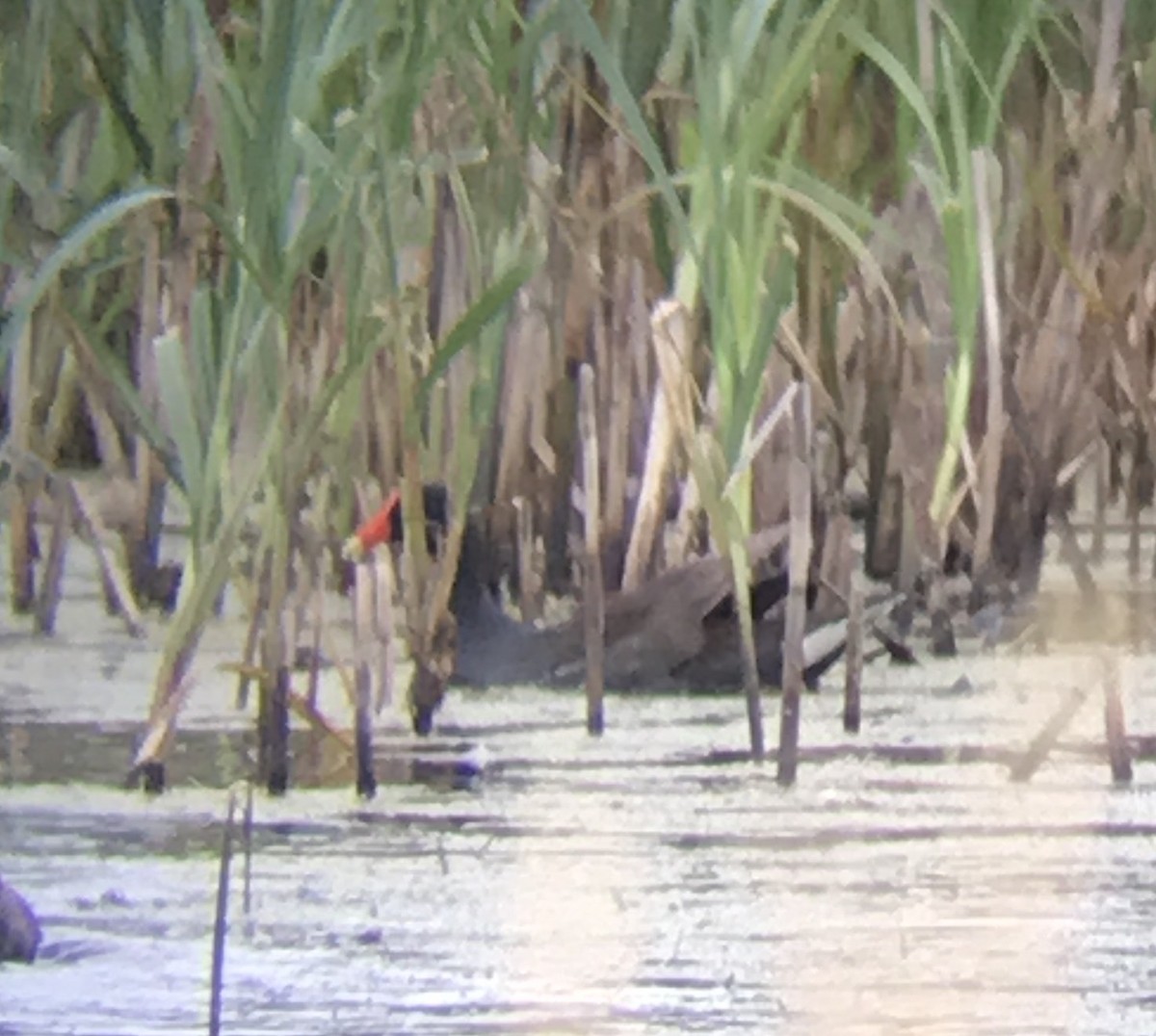 Wisconsin Breeding Bird Atlas Checklist - 9 Jul 2017 - Schoeneberg ...