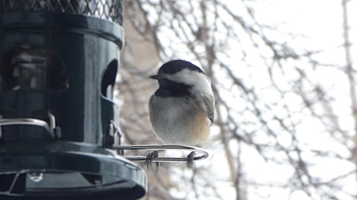 eBird Checklist - 25 Jan 2025 - King East, Kitchener, ON, Canada - 1 ...