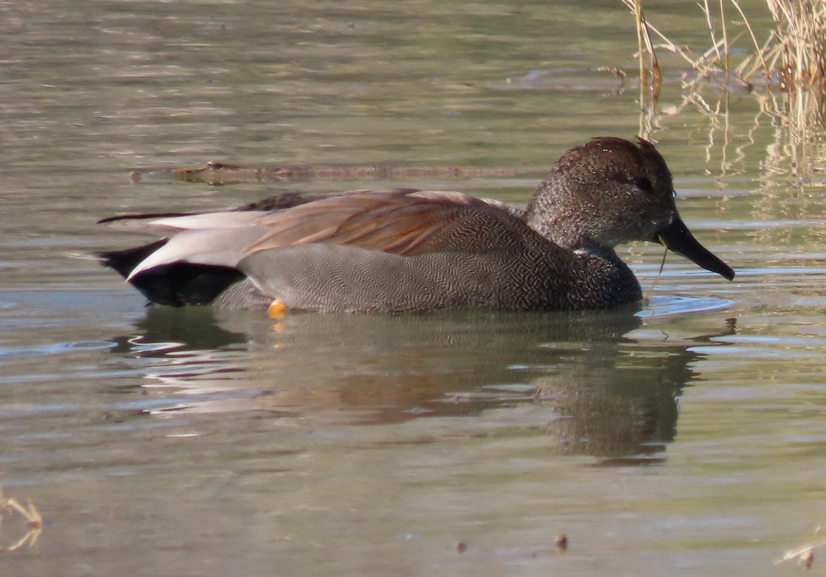 eBird Checklist - 13 Jan 2025 - Riparian Preserve at Gilbert Water ...