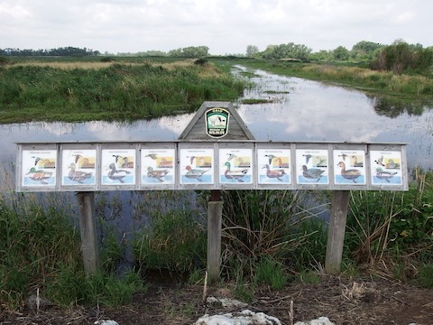 Magee Marsh - Birding Hotspots