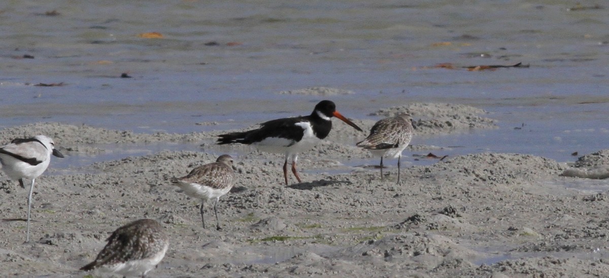 eBird Checklist - 17 Nov 2024 - Mida Creek - 31 species