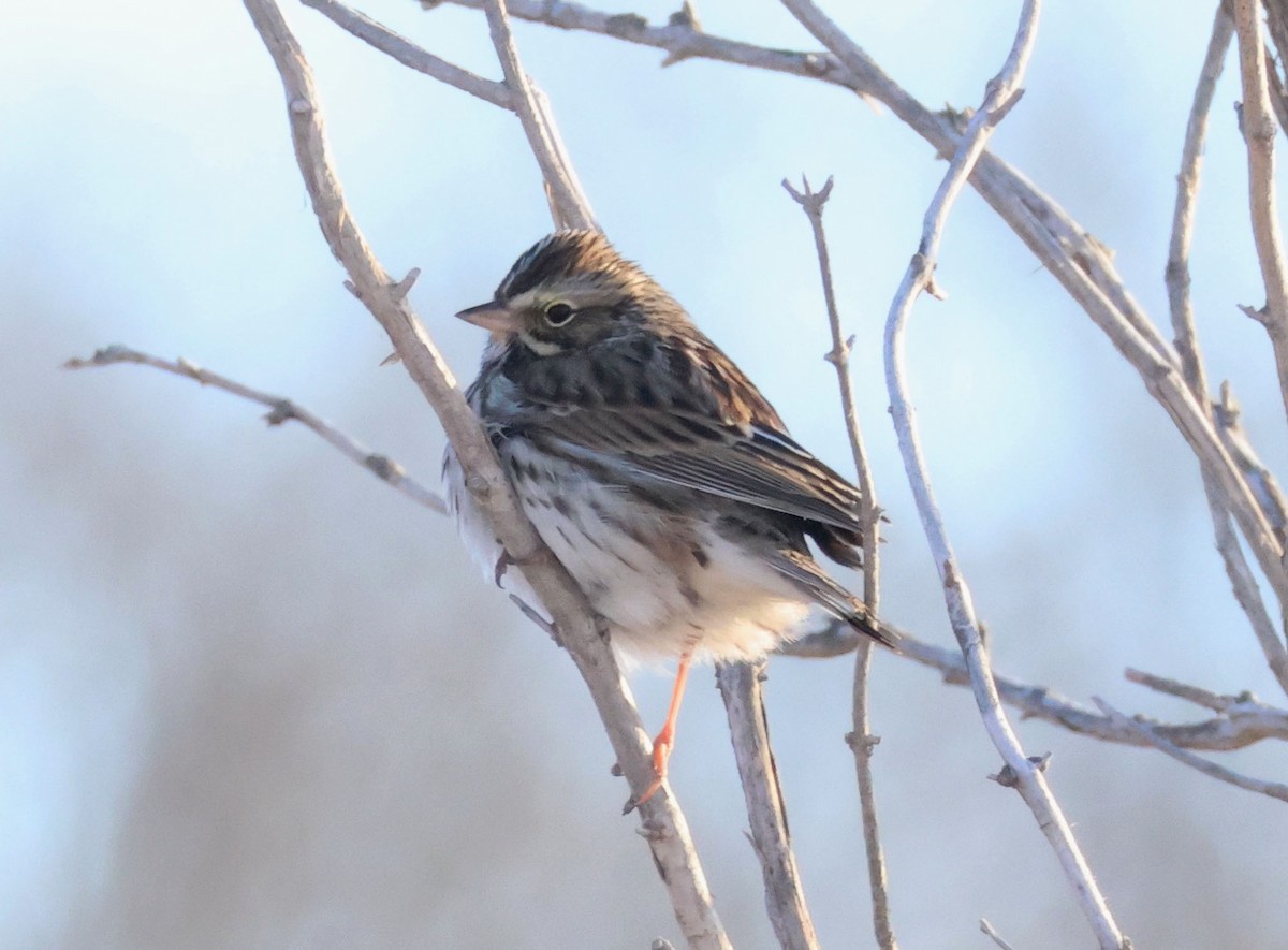 eBird Checklist - 25 Jan 2025 - Hawkeye WMA--Swan Lake - 25 species