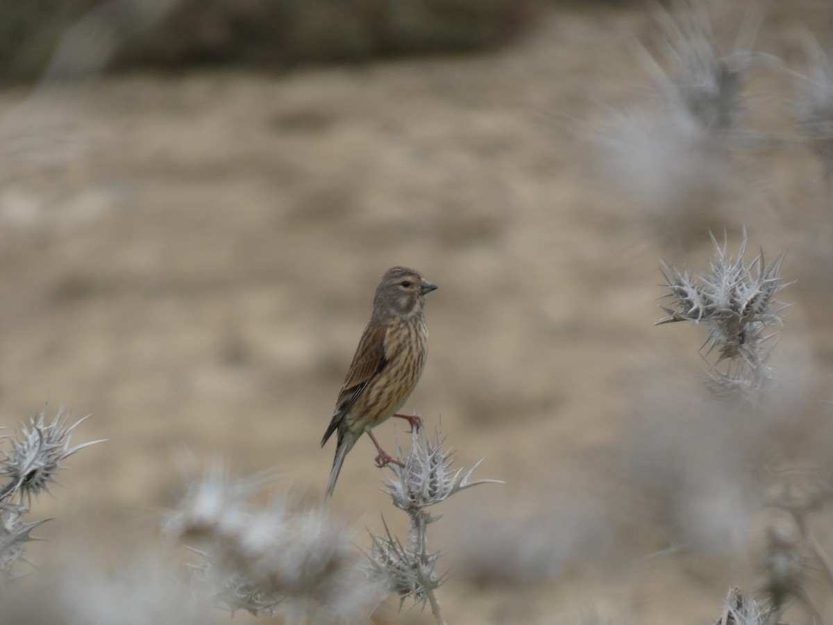 ML629650484 - Eurasian Linnet - Macaulay Library