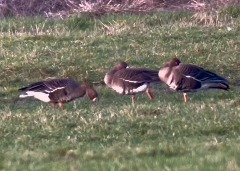 eBird Checklist - 25 Jan 2025 - stakeout Lesser White-fronted Goose ...