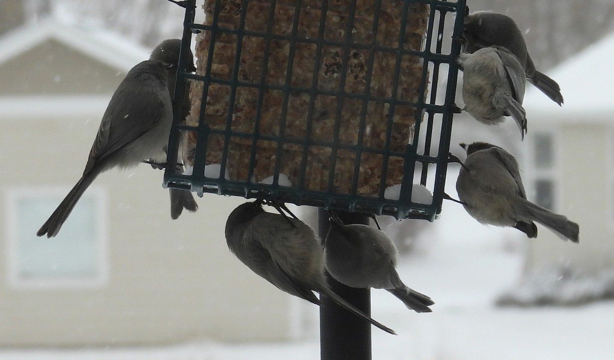 eBird Checklist - 25 Jan 2025 - Rigden Farms - 15 species (+2 other taxa)