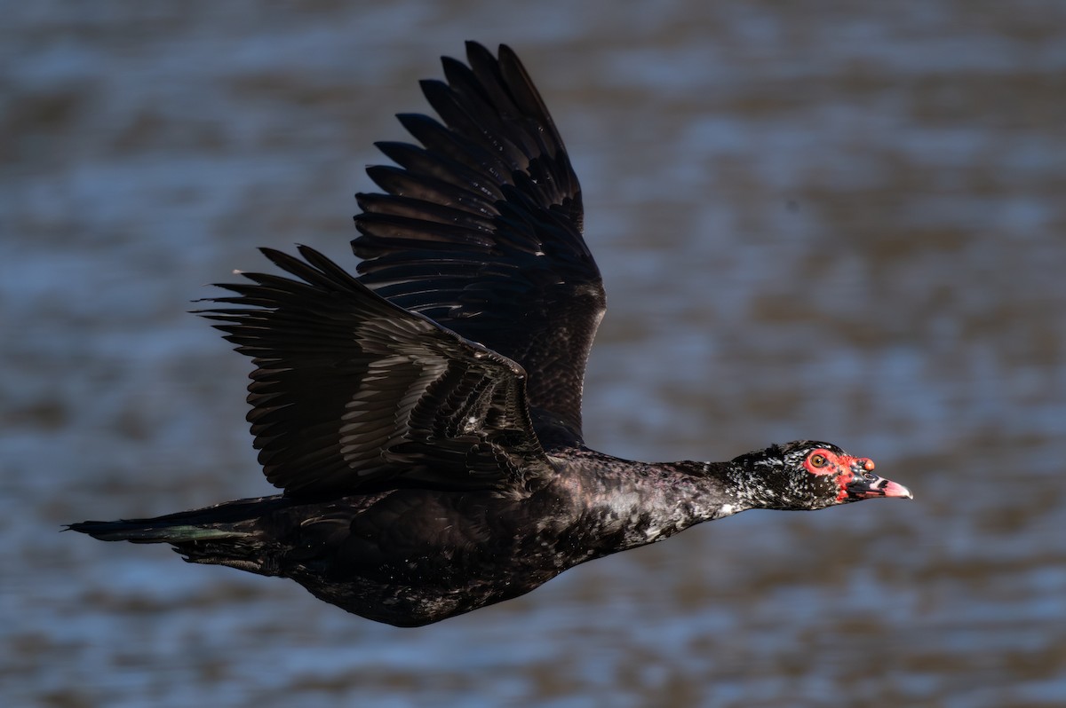 eBird Checklist - 25 Jan 2025 - Baton Rouge--Capitol Lake & Arsenal ...