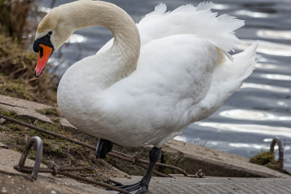 eBird Checklist - 24 Jan 2025 - Vltava (úsek Modřanské tůně–Modřanský ...