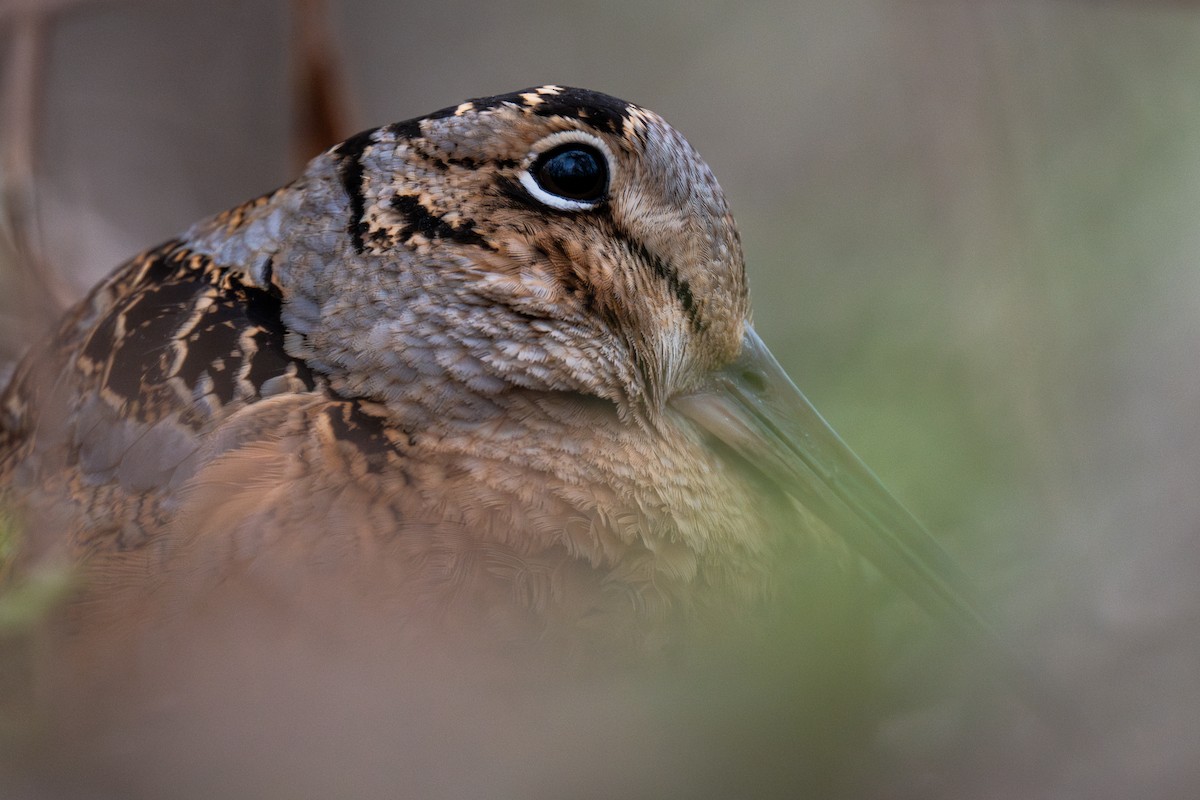 eBird Checklist - 25 Jan 2025 - Commons Ford Ranch Metro Park - 12 species