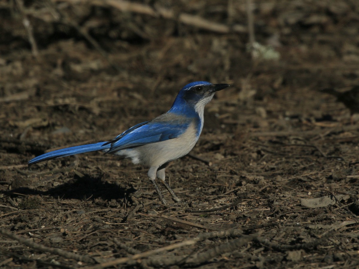 eBird Checklist - 25 Jan 2025 - Sauvie Island--Rentenaar Rd. - 22 ...