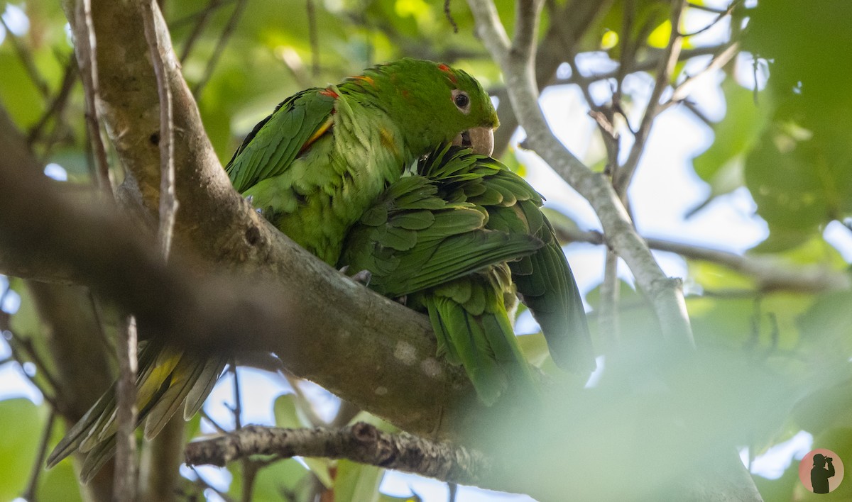 eBird Checklist - 25 Jan 2025 - Gulfstream Park - 5 species