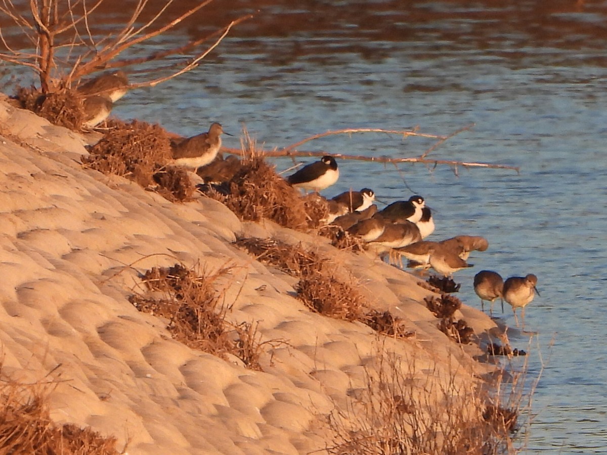 eBird Checklist - 25 Jan 2025 - 118th Ave County Dump Lake - 20 species