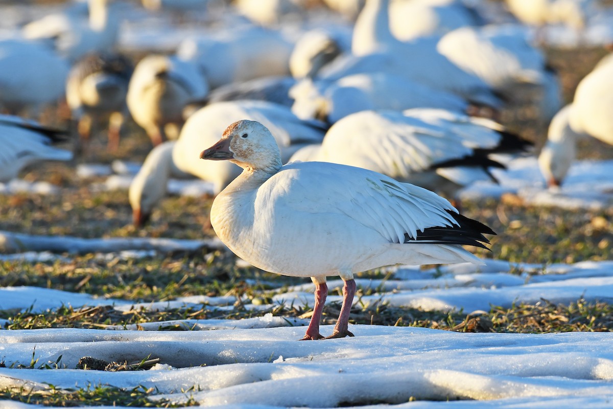 eBird Checklist - 25 Jan 2025 - fowler beach road sngo - 3 species