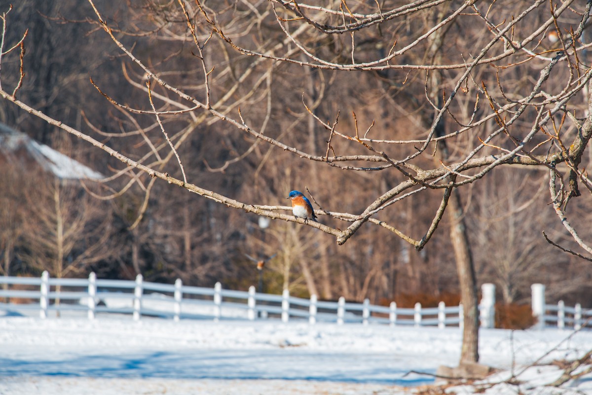 eBird Checklist - 25 Jan 2025 - Springdale Drive Quarry - 20 species