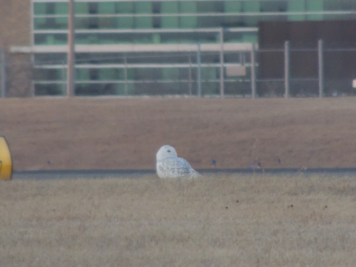 eBird Checklist - 25 Jan 2025 - MSP Aircraft Viewing Area, Cargo Rd - 2 ...