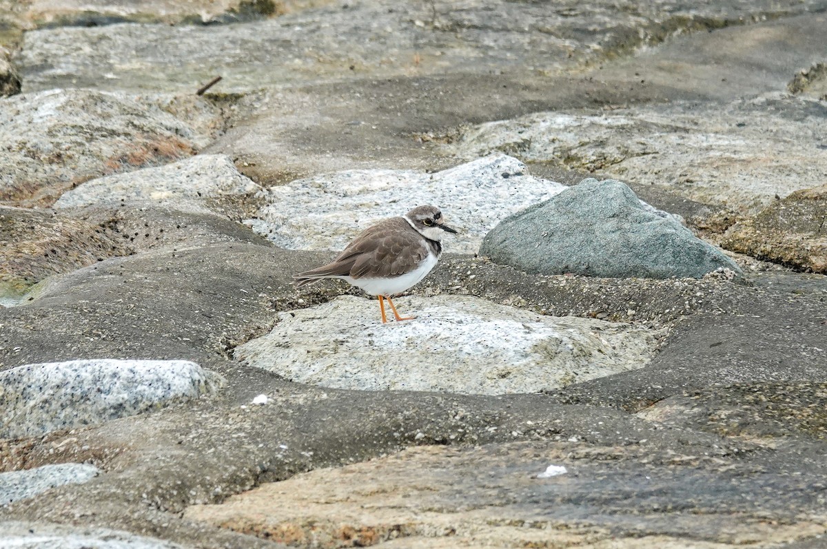 eBird Checklist - 26 Jan 2025 - Marsh off Marina East Drive - 52 species